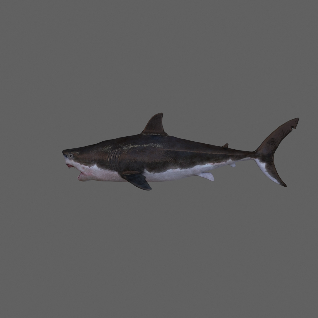 3D Model Animation Ar Rig Shark - TurboSquid 1465796