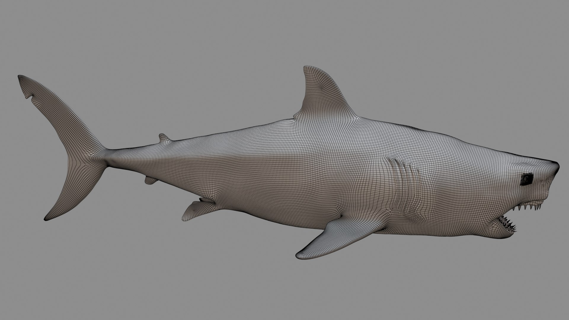 3D Model Animation Ar Rig Shark - TurboSquid 1465796