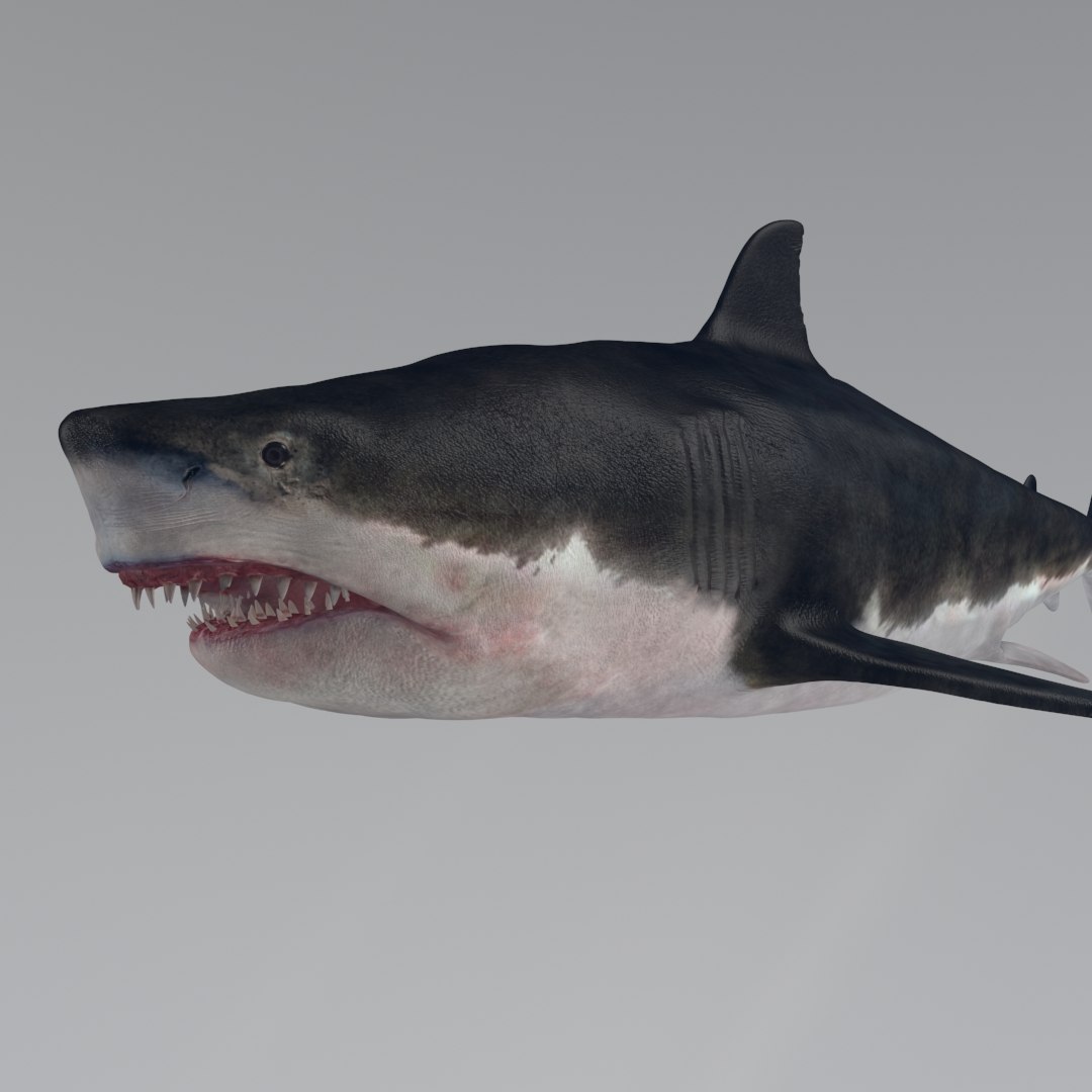 3D Model Animation Ar Rig Shark - TurboSquid 1465796