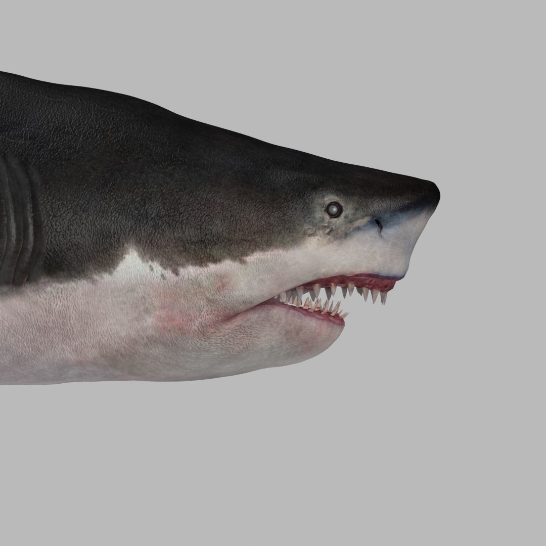 3D Model Animation Ar Rig Shark - TurboSquid 1465796