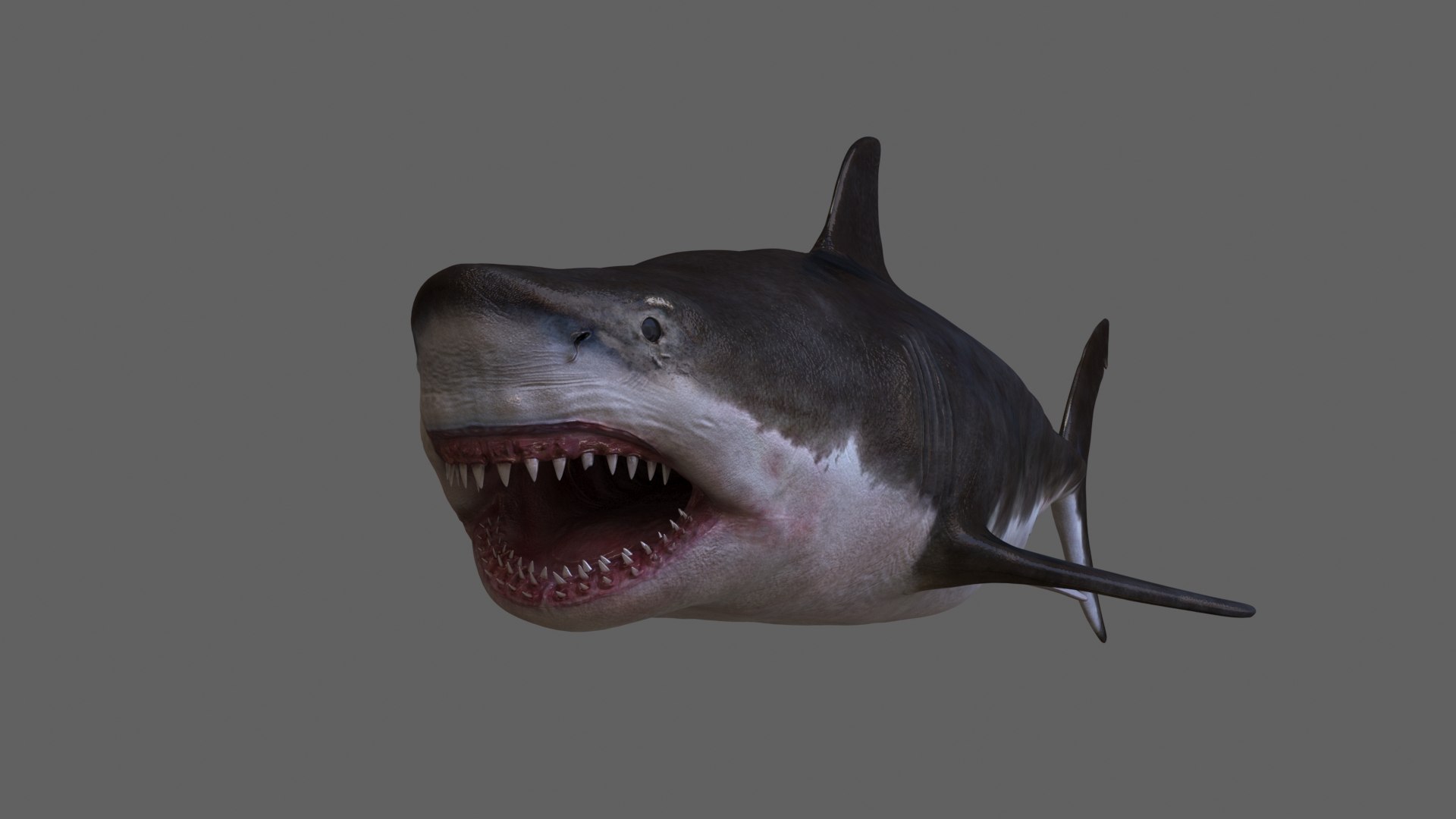 3D Model Animation Ar Rig Shark - TurboSquid 1465796