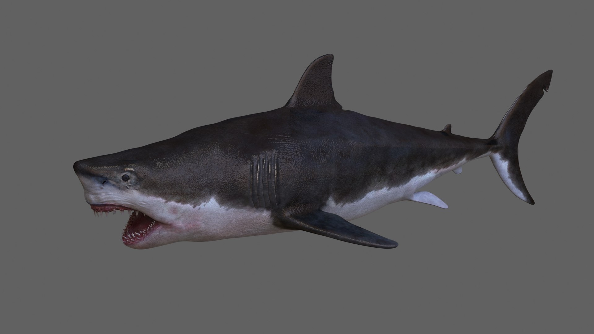 3D Model Animation Ar Rig Shark - TurboSquid 1465796