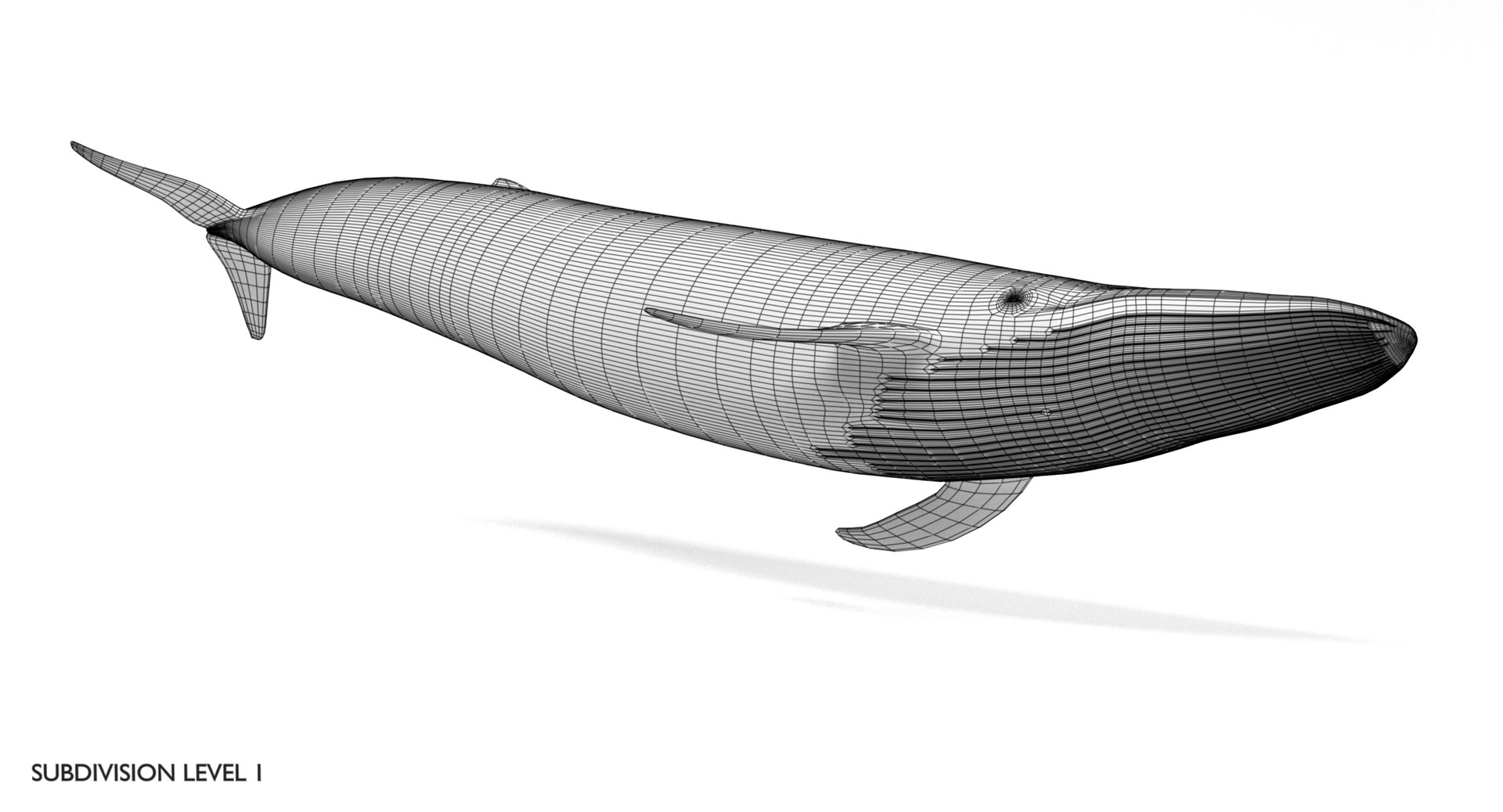 3D blue whale - TurboSquid 1179861