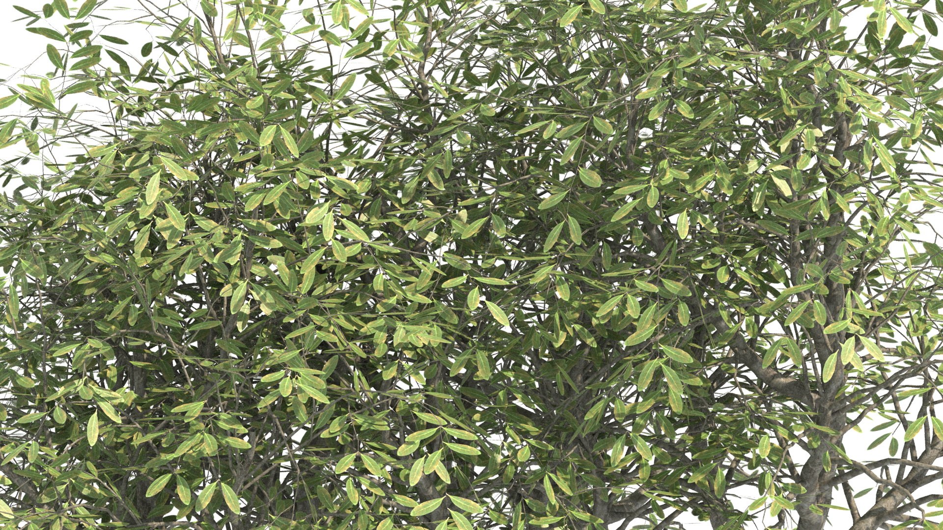 Free 3D Yalda Tree 8 Model - TurboSquid 2316710