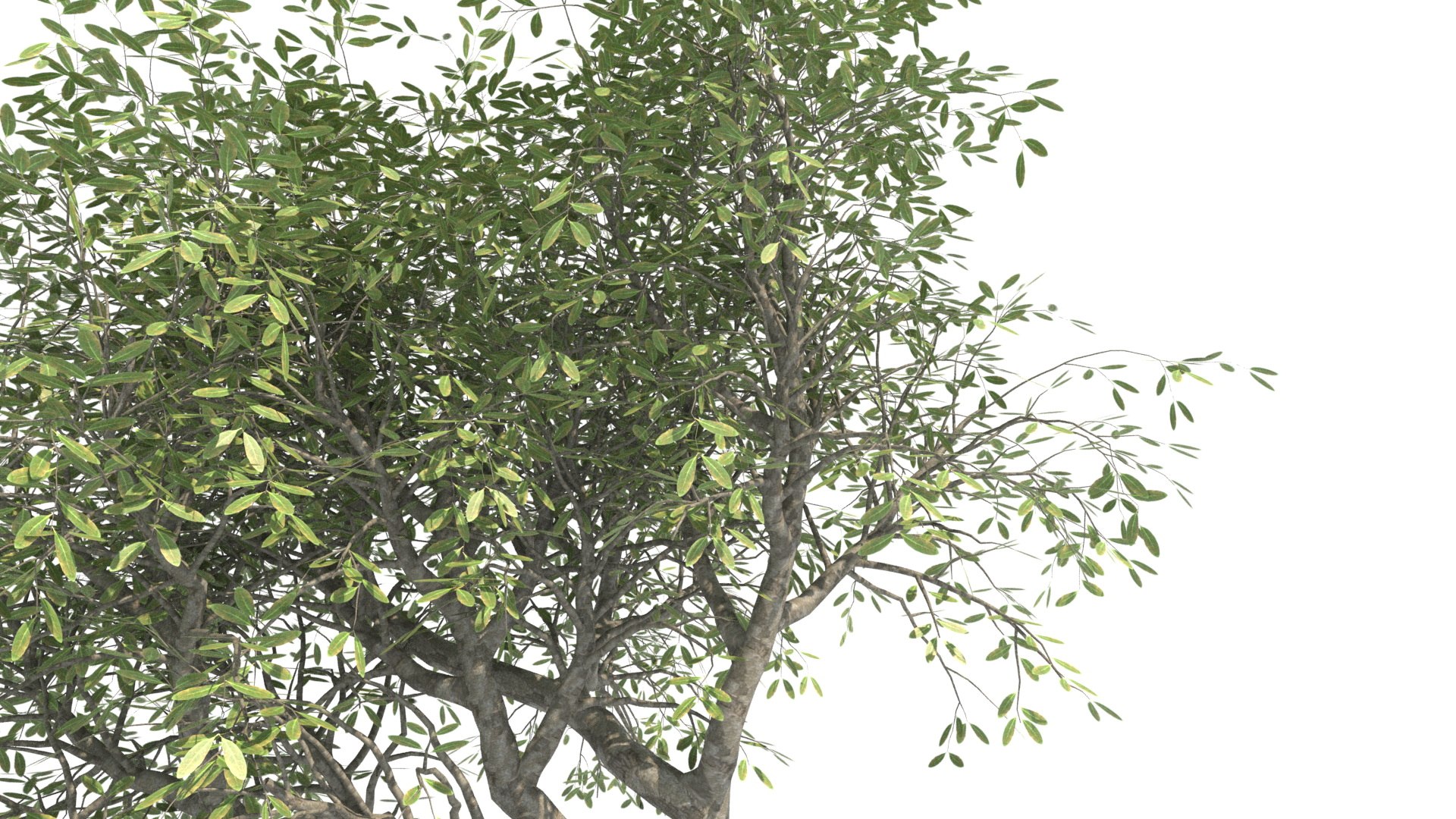 Free 3D Yalda Tree 8 Model - TurboSquid 2316710