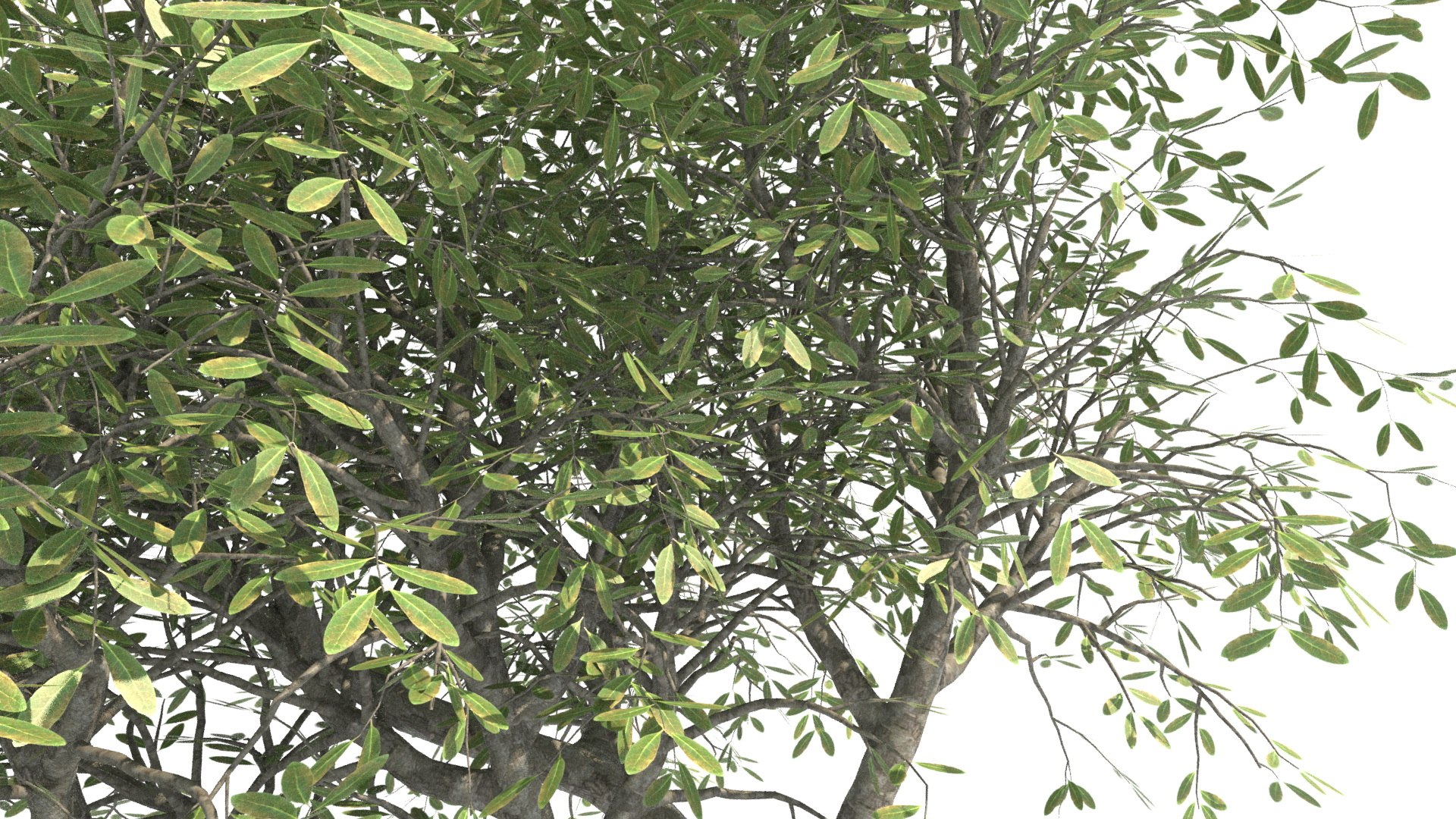 Free 3D Yalda Tree 8 Model - TurboSquid 2316710