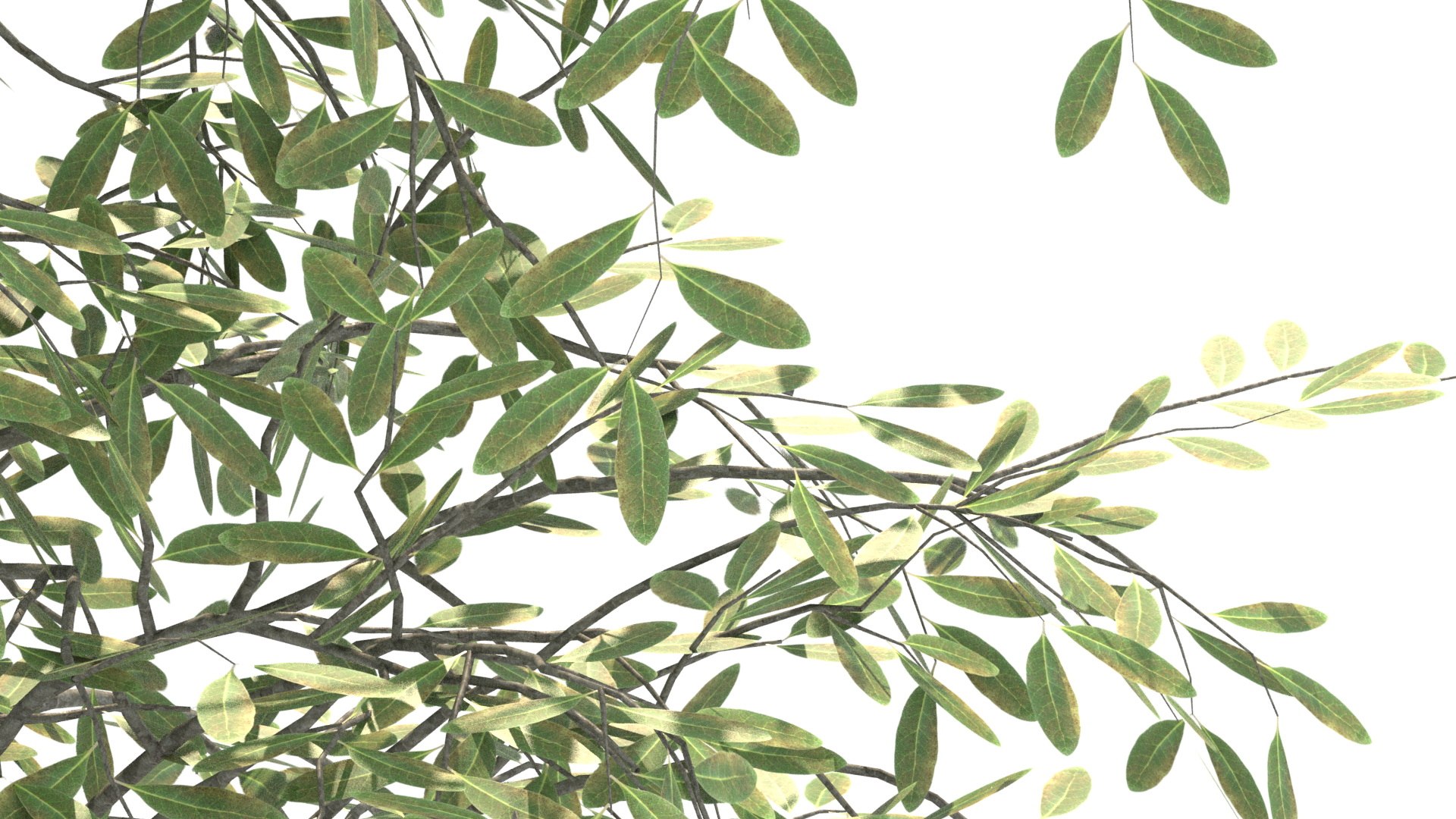 Free 3D Yalda Tree 8 Model - TurboSquid 2316710