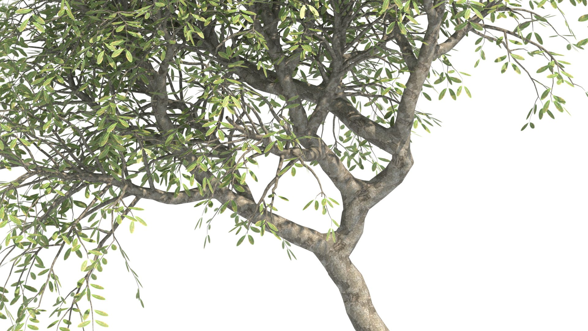 Free 3D Yalda Tree 8 Model - TurboSquid 2316710