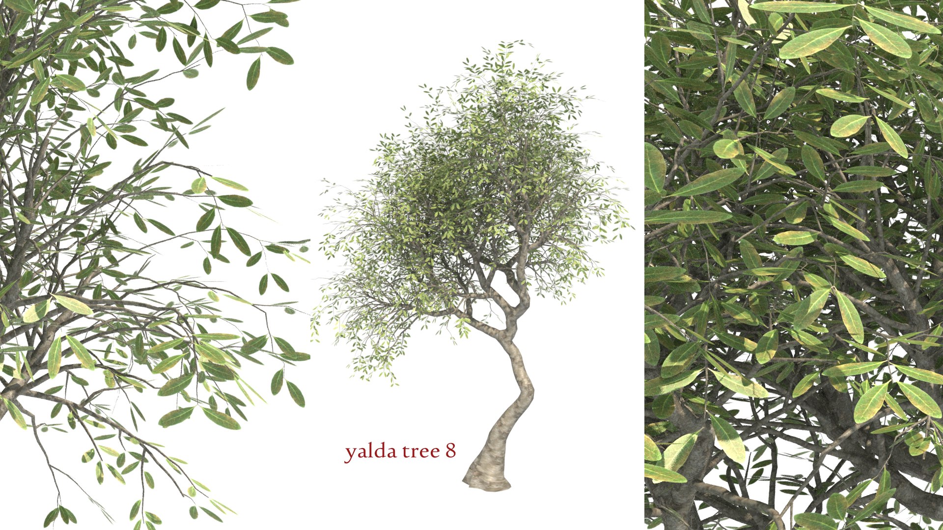 Free 3D Yalda Tree 8 Model - TurboSquid 2316710