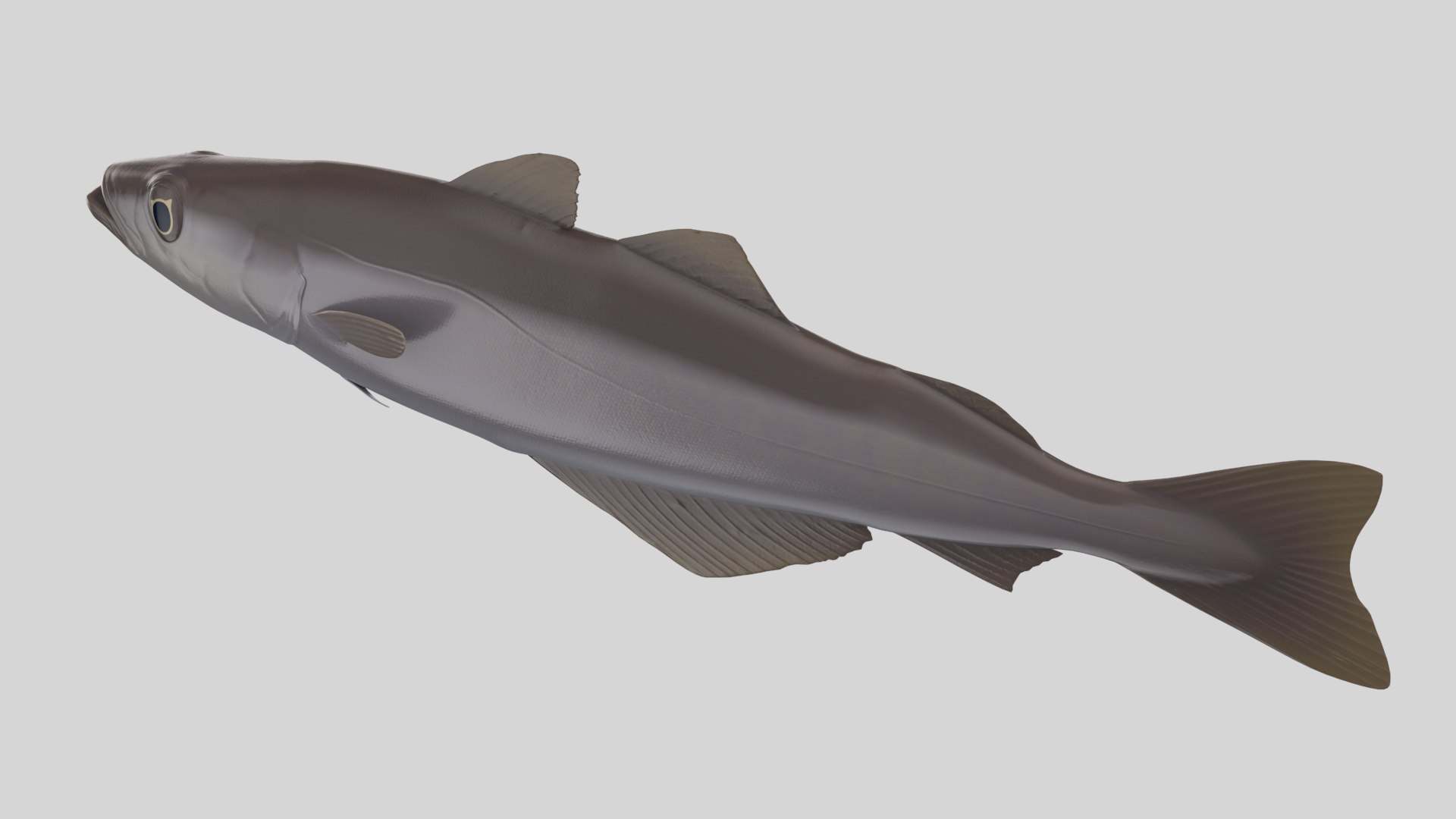 3D Pollack Model - TurboSquid 1832903