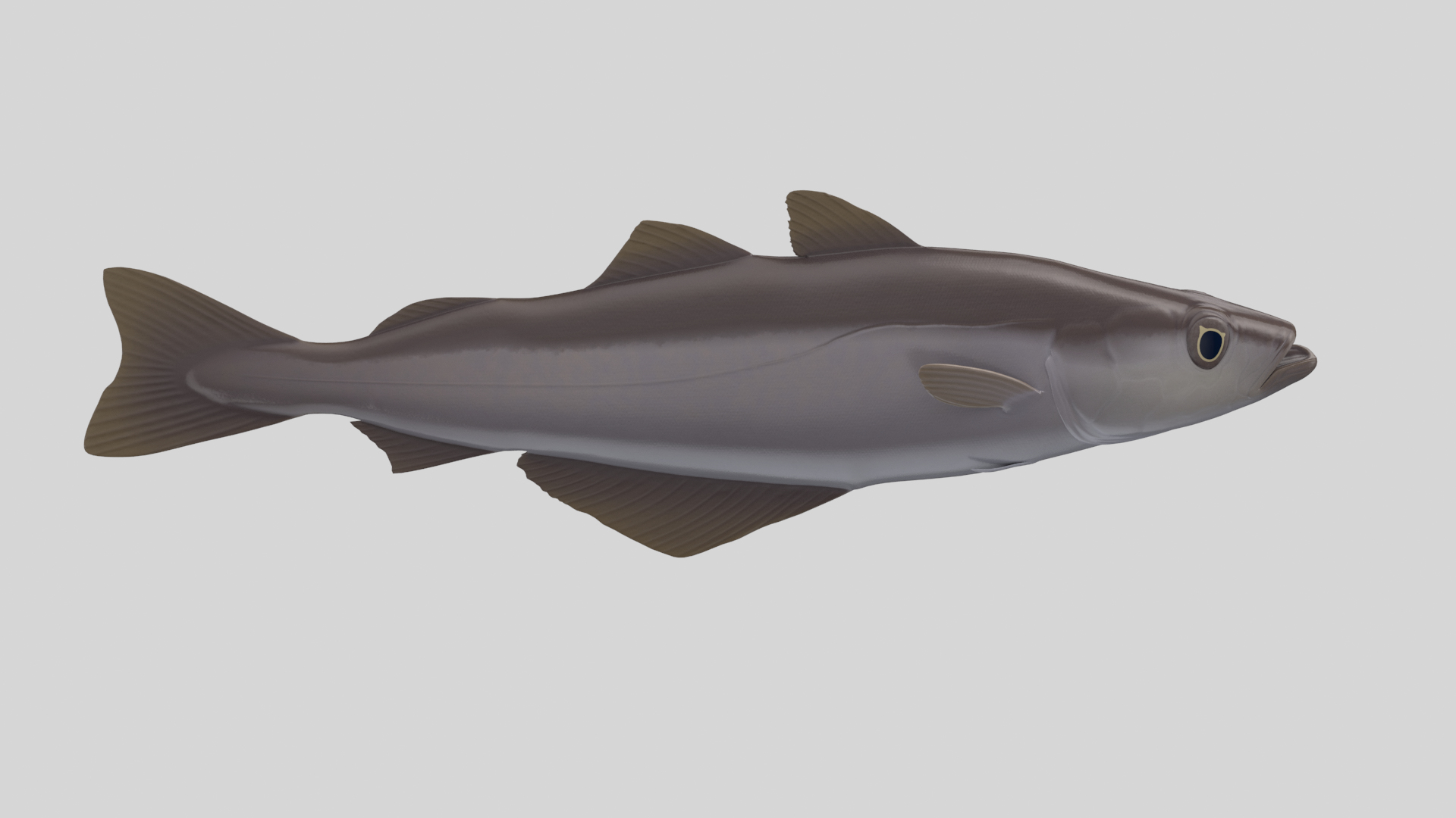 3D Pollack Model - TurboSquid 1832903