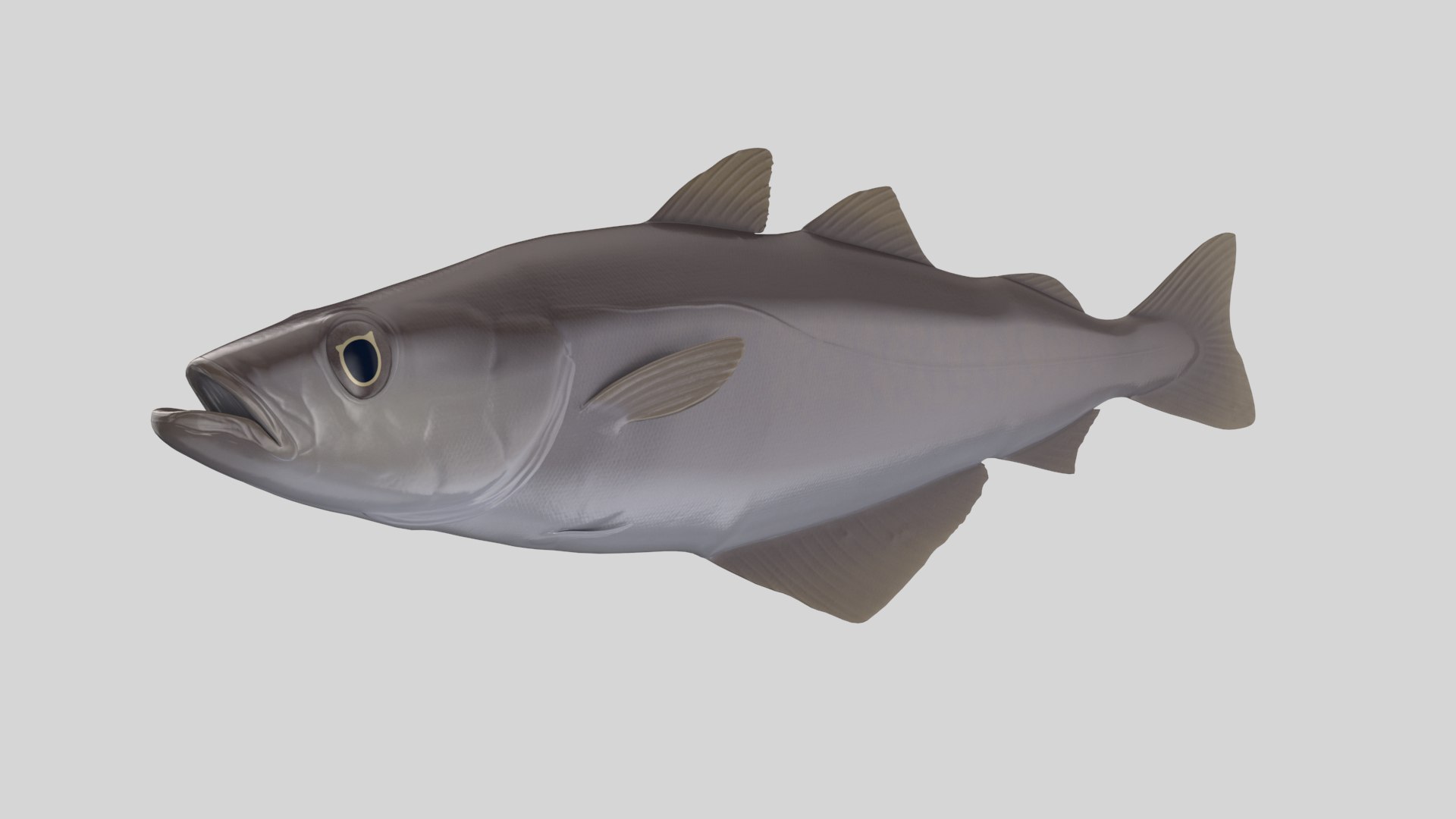 3D Pollack Model - TurboSquid 1832903