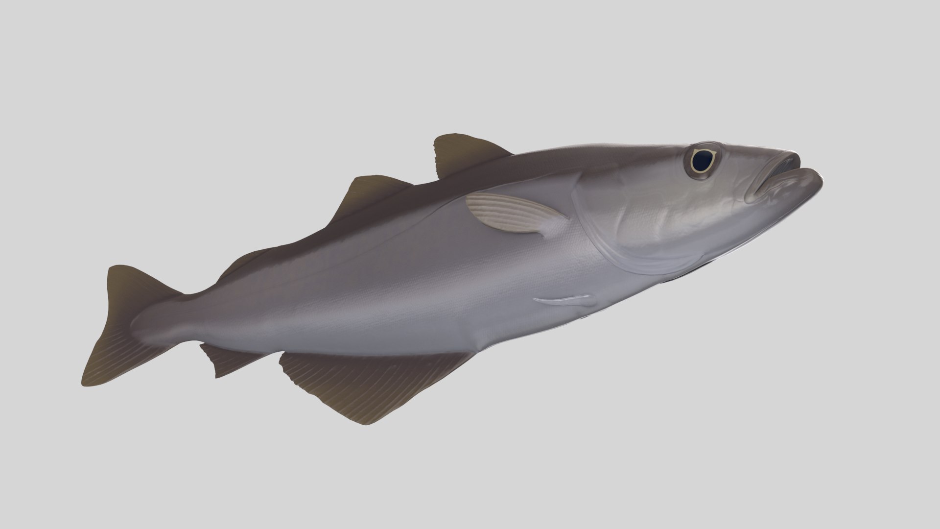 3D Pollack Model - TurboSquid 1832903