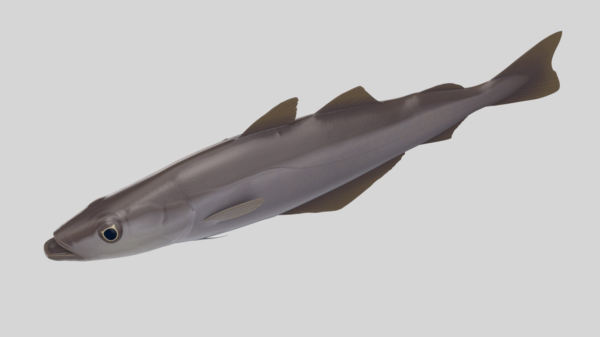 3D Pollack Model - TurboSquid 1832903