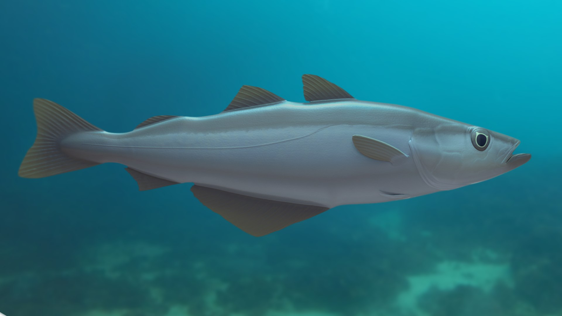 3D Pollack Model - TurboSquid 1832903