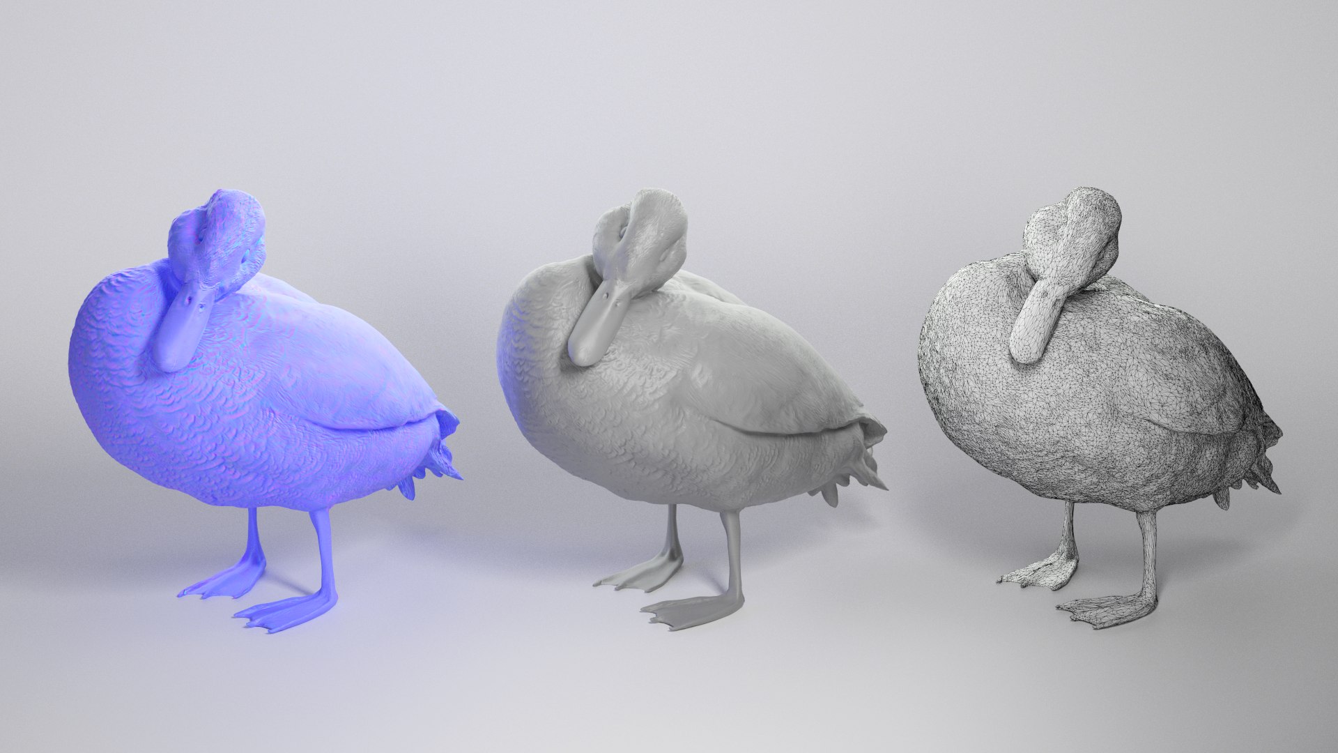 Duck 16 3D - TurboSquid 1756370