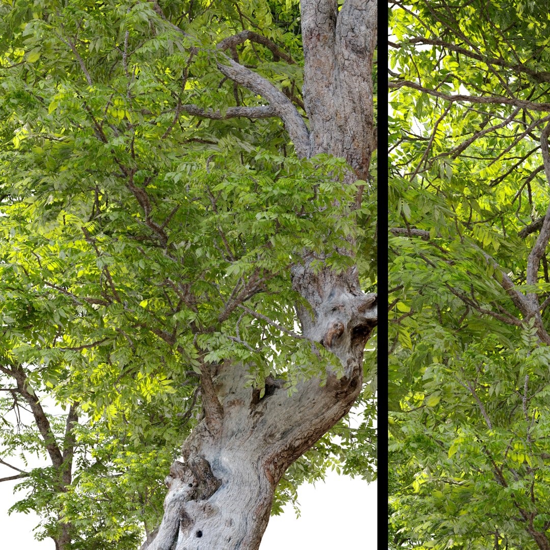 3D Fiddlewood tree 2 model - TurboSquid 1953502