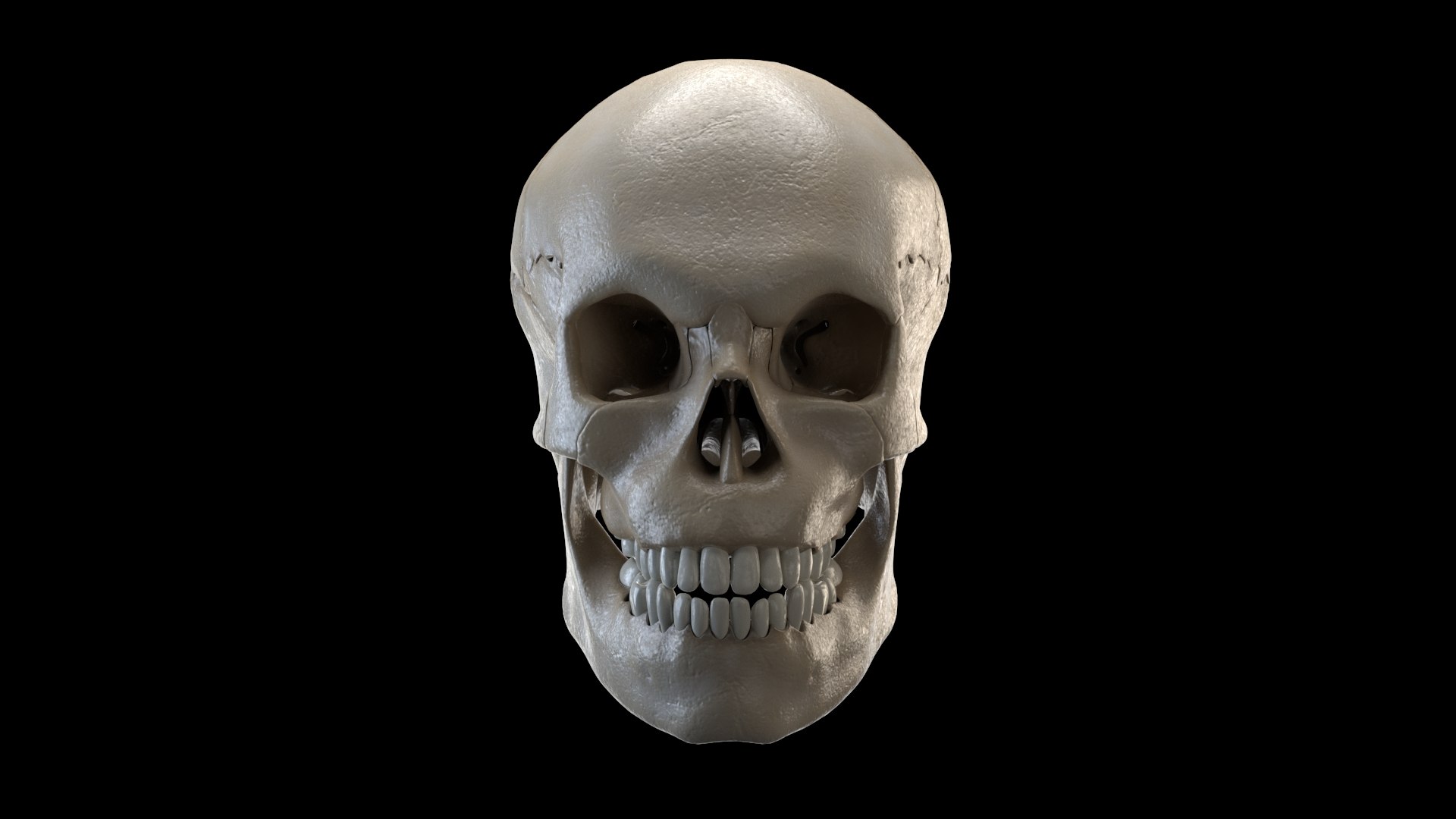 3D Cranium Anatomy - TurboSquid 1484494