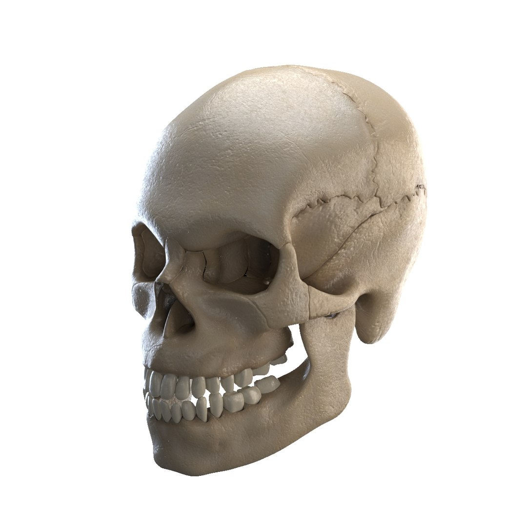 3D Cranium Anatomy - TurboSquid 1484494