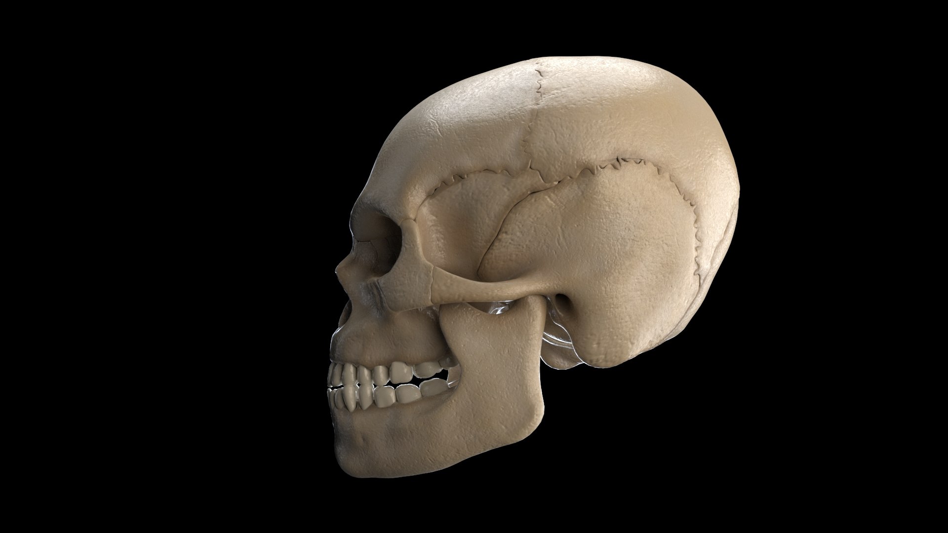 3D Cranium Anatomy - TurboSquid 1484494