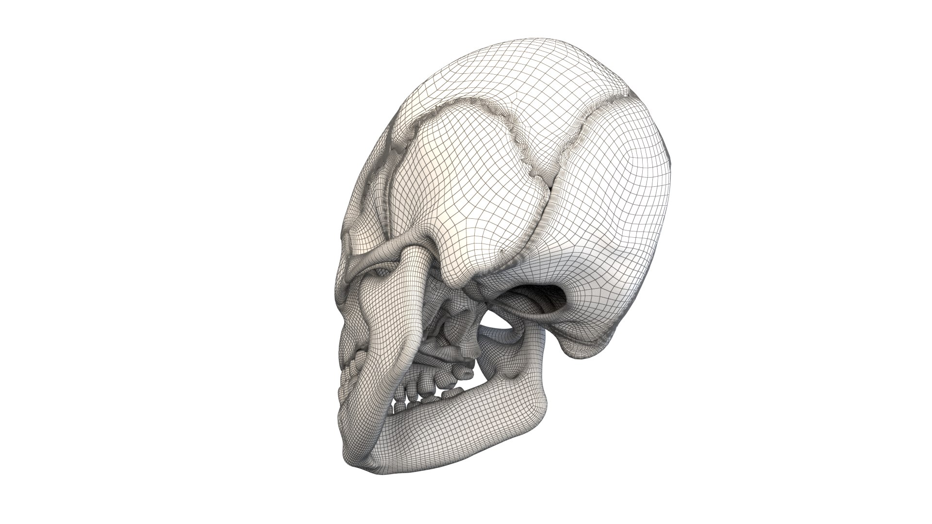 3D Cranium Anatomy - TurboSquid 1484494