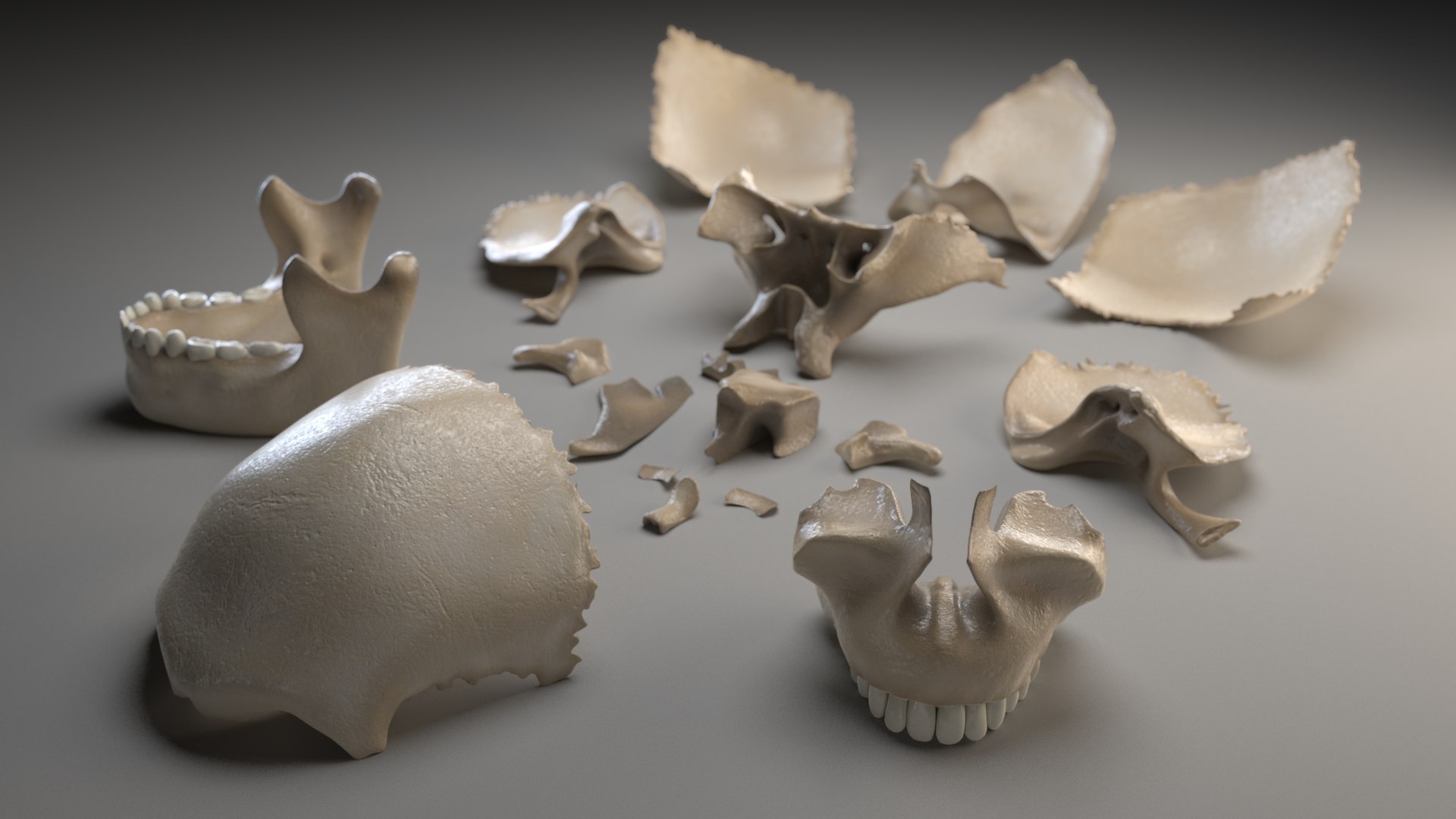 3D Cranium Anatomy - TurboSquid 1484494