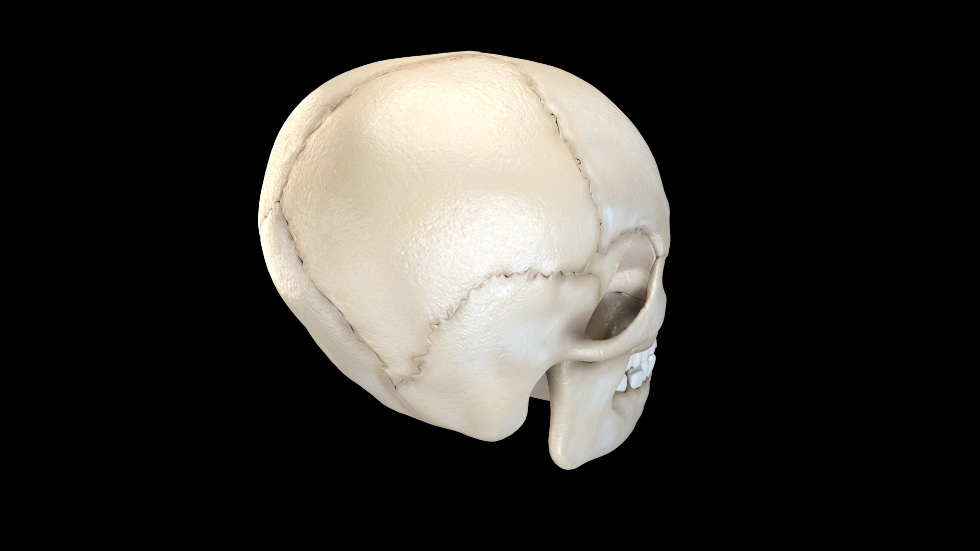 3D Cranium Anatomy - TurboSquid 1484494