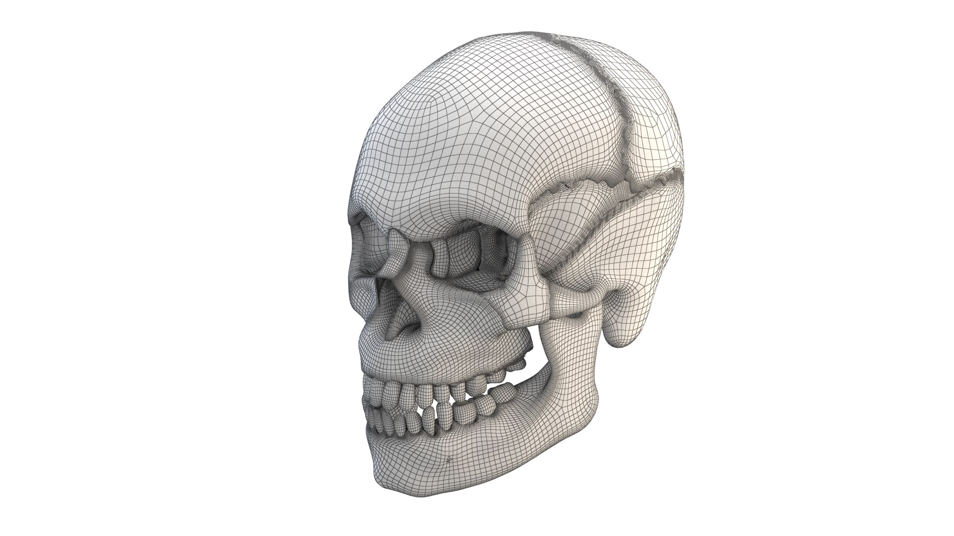 3D Cranium Anatomy - TurboSquid 1484494