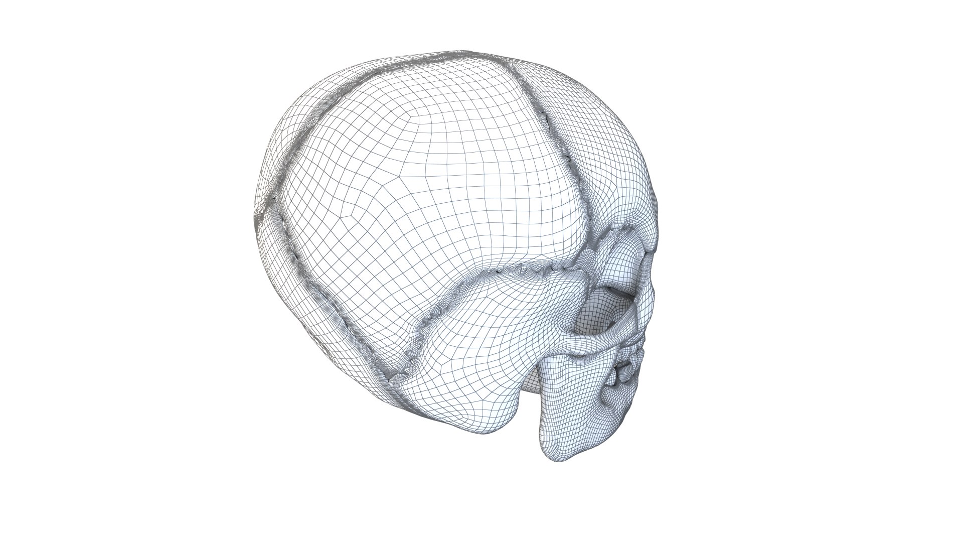 3D Cranium Anatomy - TurboSquid 1484494