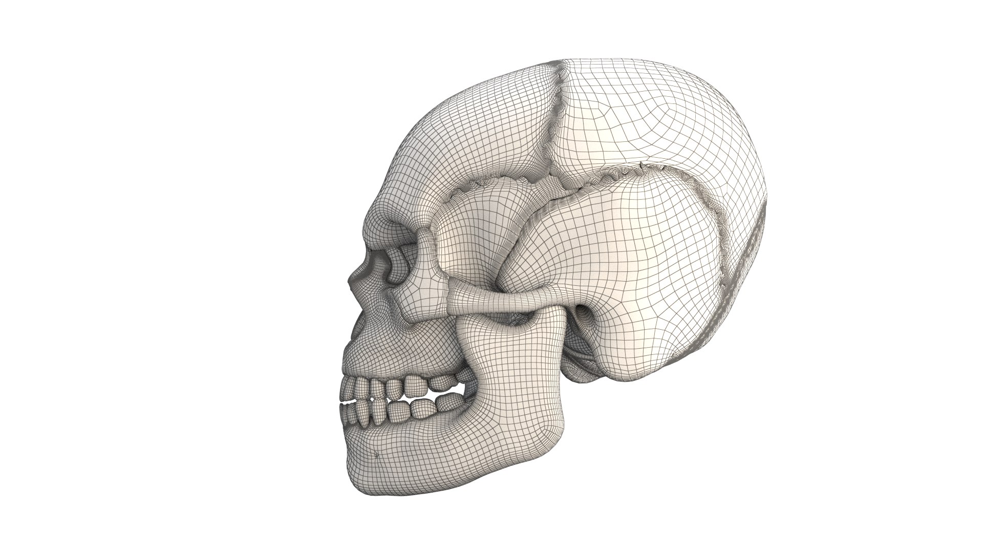 3D Cranium Anatomy - TurboSquid 1484494