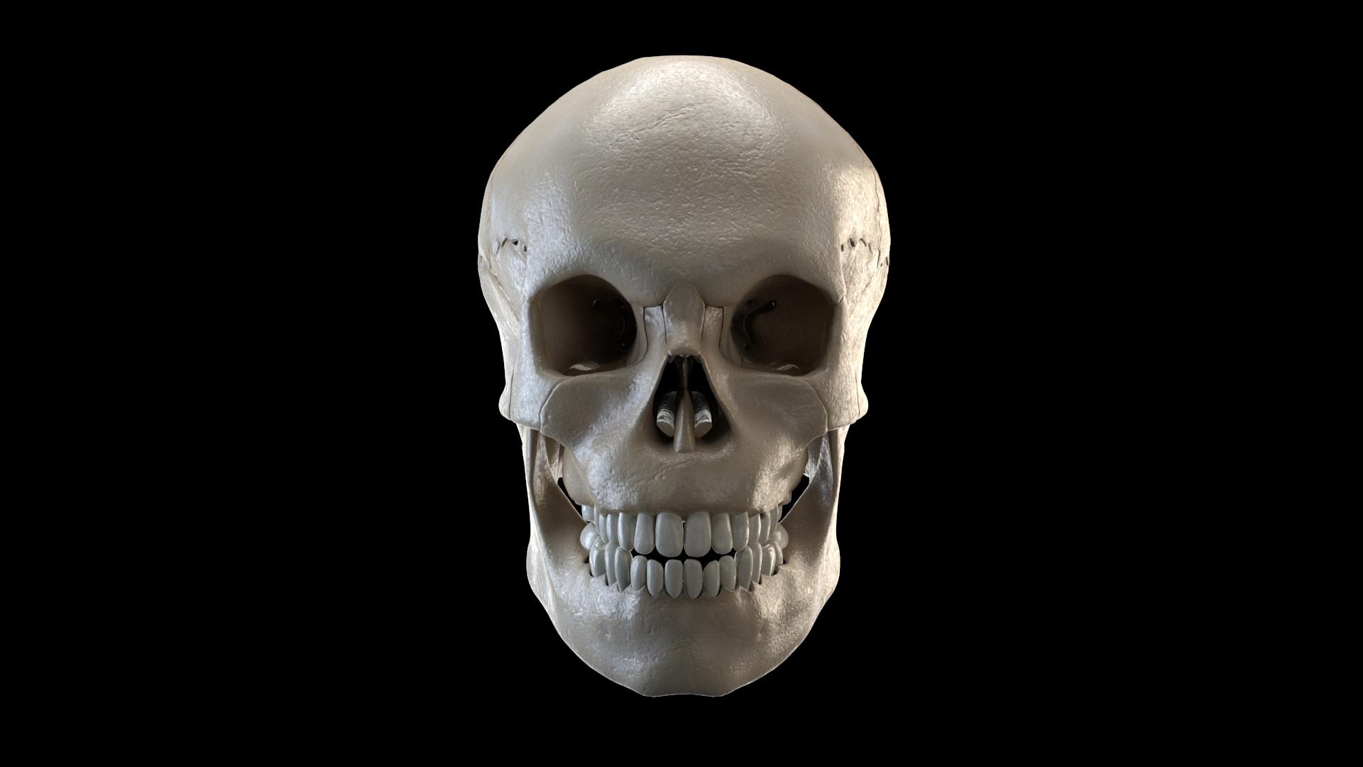 3D Cranium Anatomy - TurboSquid 1484494