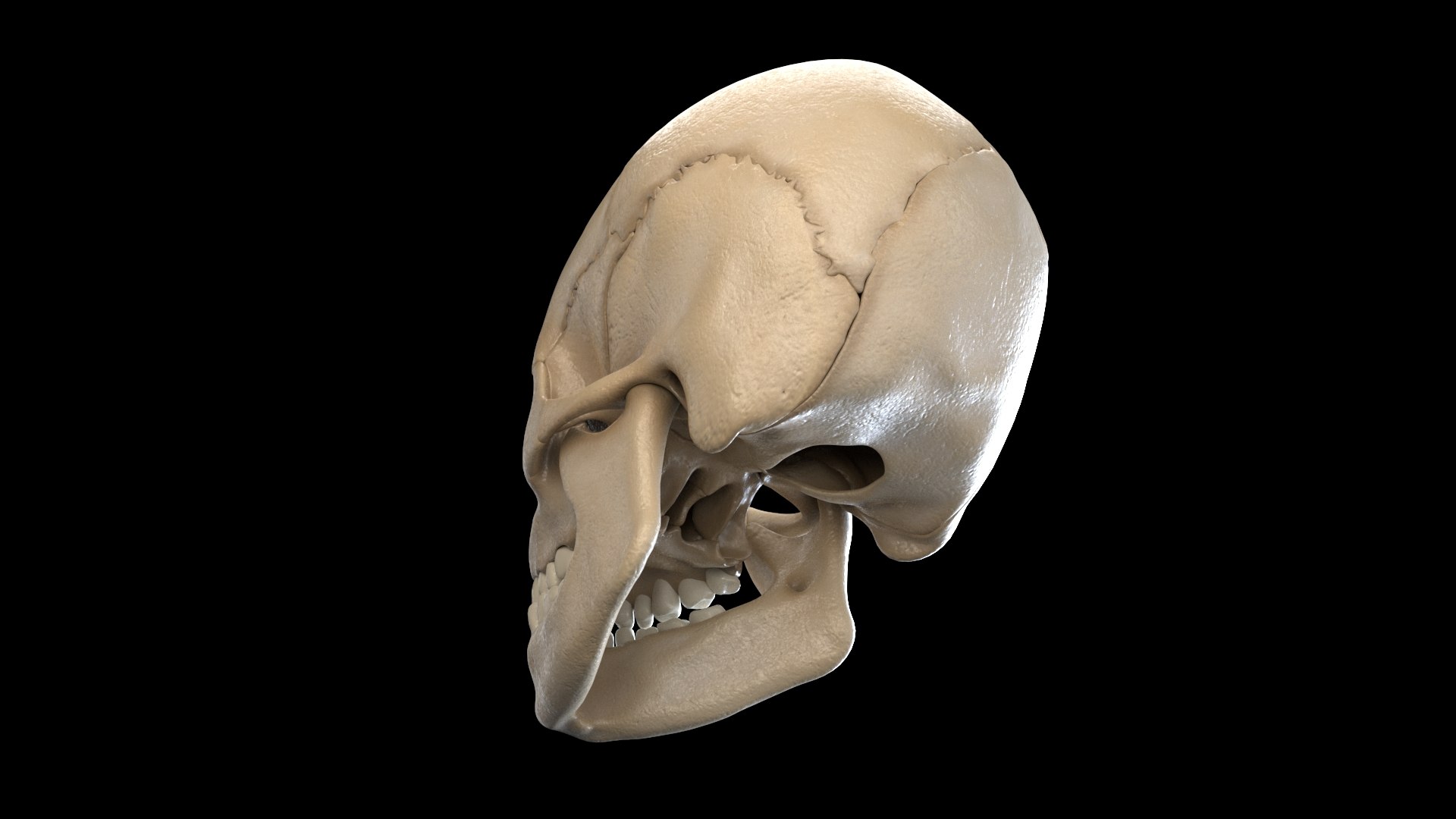 3D Cranium Anatomy - TurboSquid 1484494