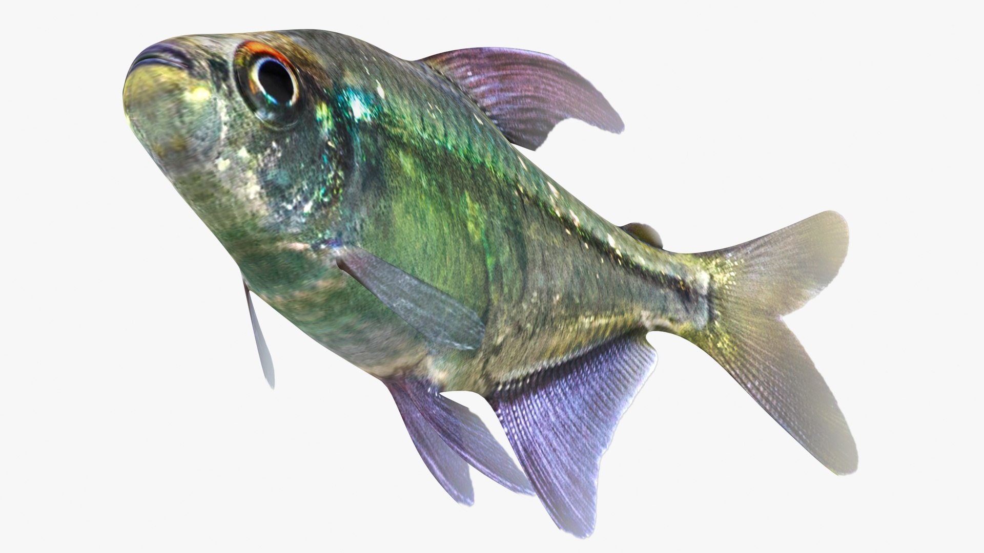 3D Diamond Tetra Animation Bones - TurboSquid 1659328