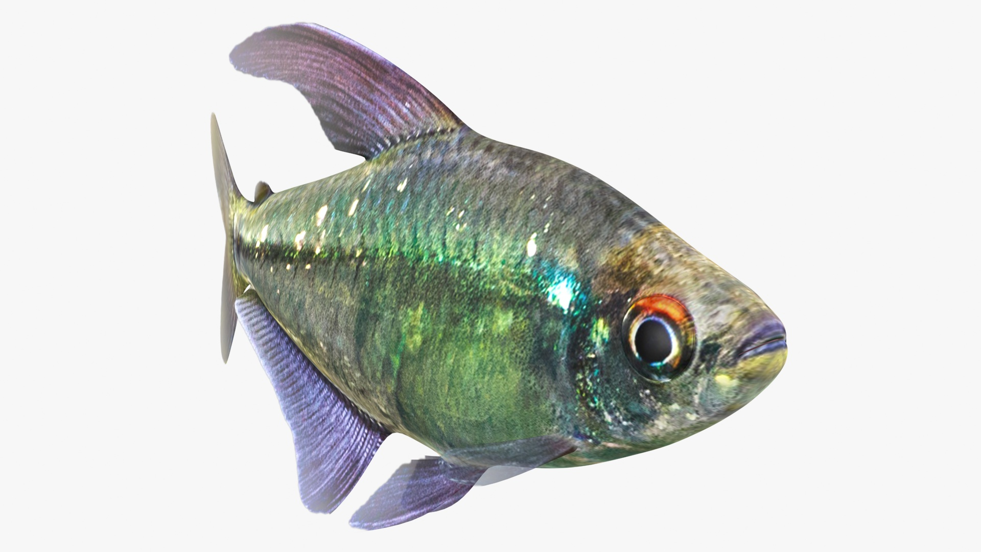 3D Diamond Tetra Animation Bones - TurboSquid 1659328