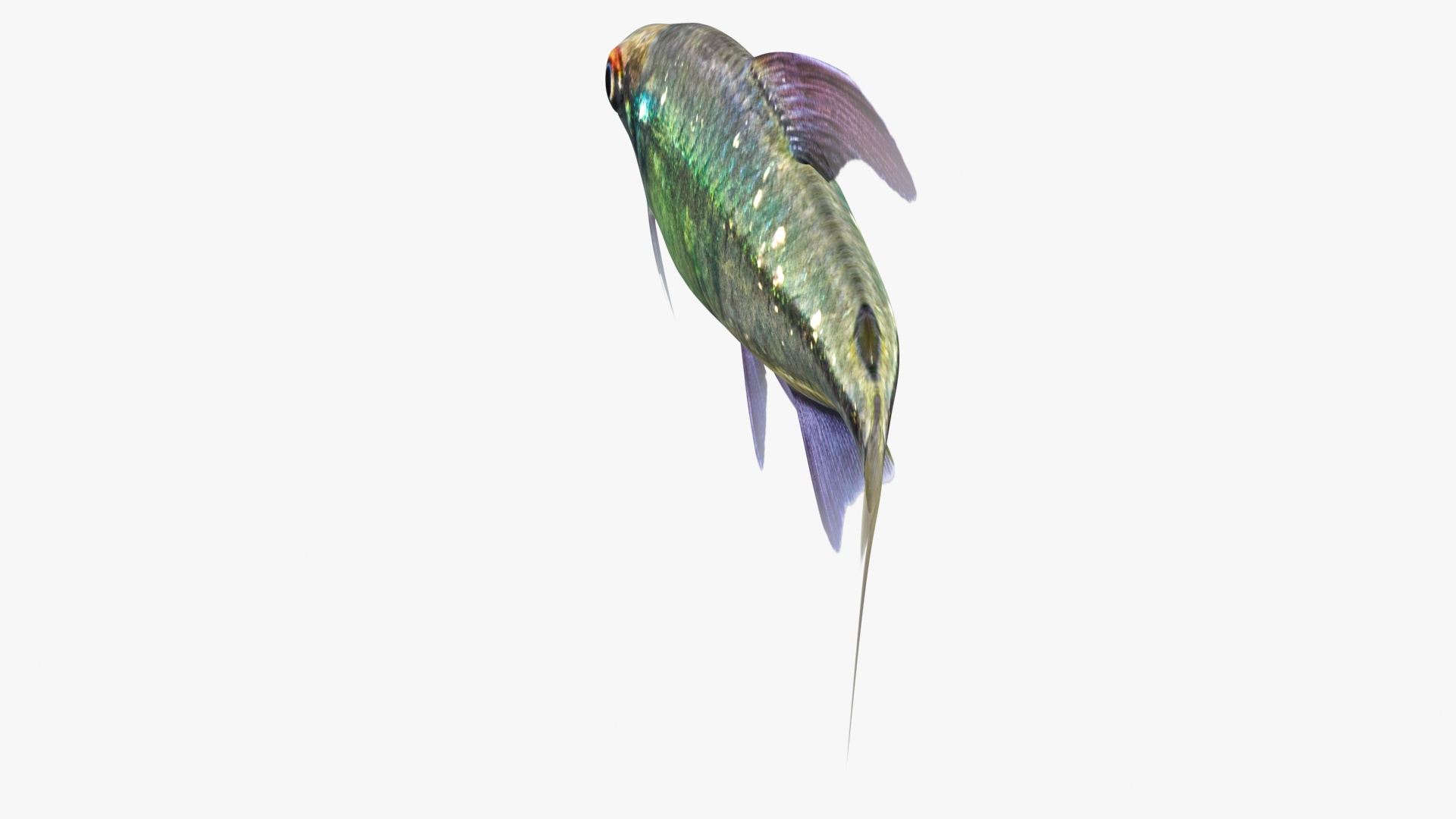 3D Diamond Tetra Animation Bones - TurboSquid 1659328