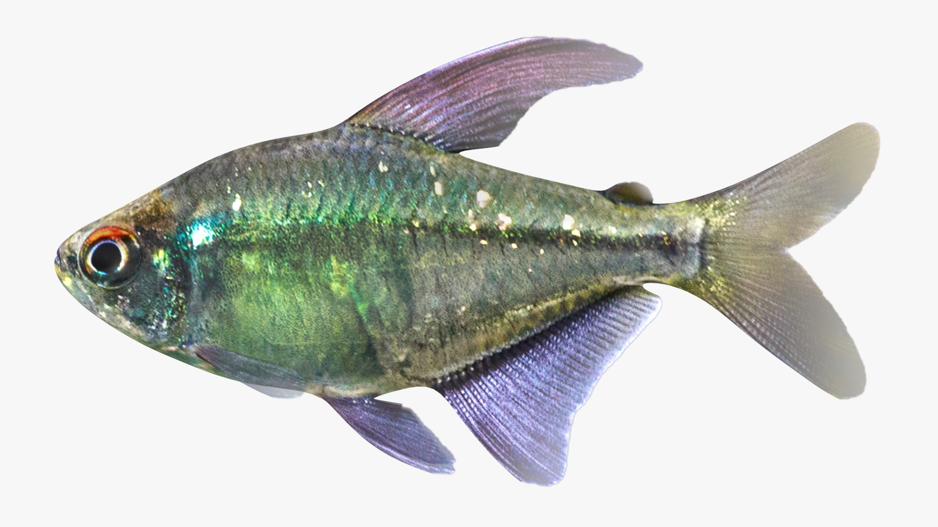 3D Diamond Tetra Animation Bones - TurboSquid 1659328