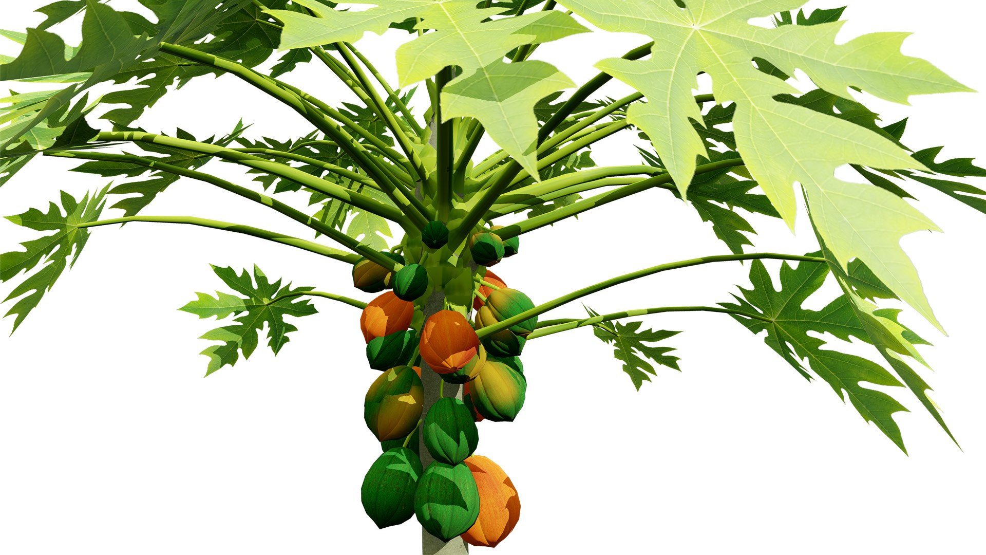 Realistic Papaya Tree 3D Model - TurboSquid 2367990