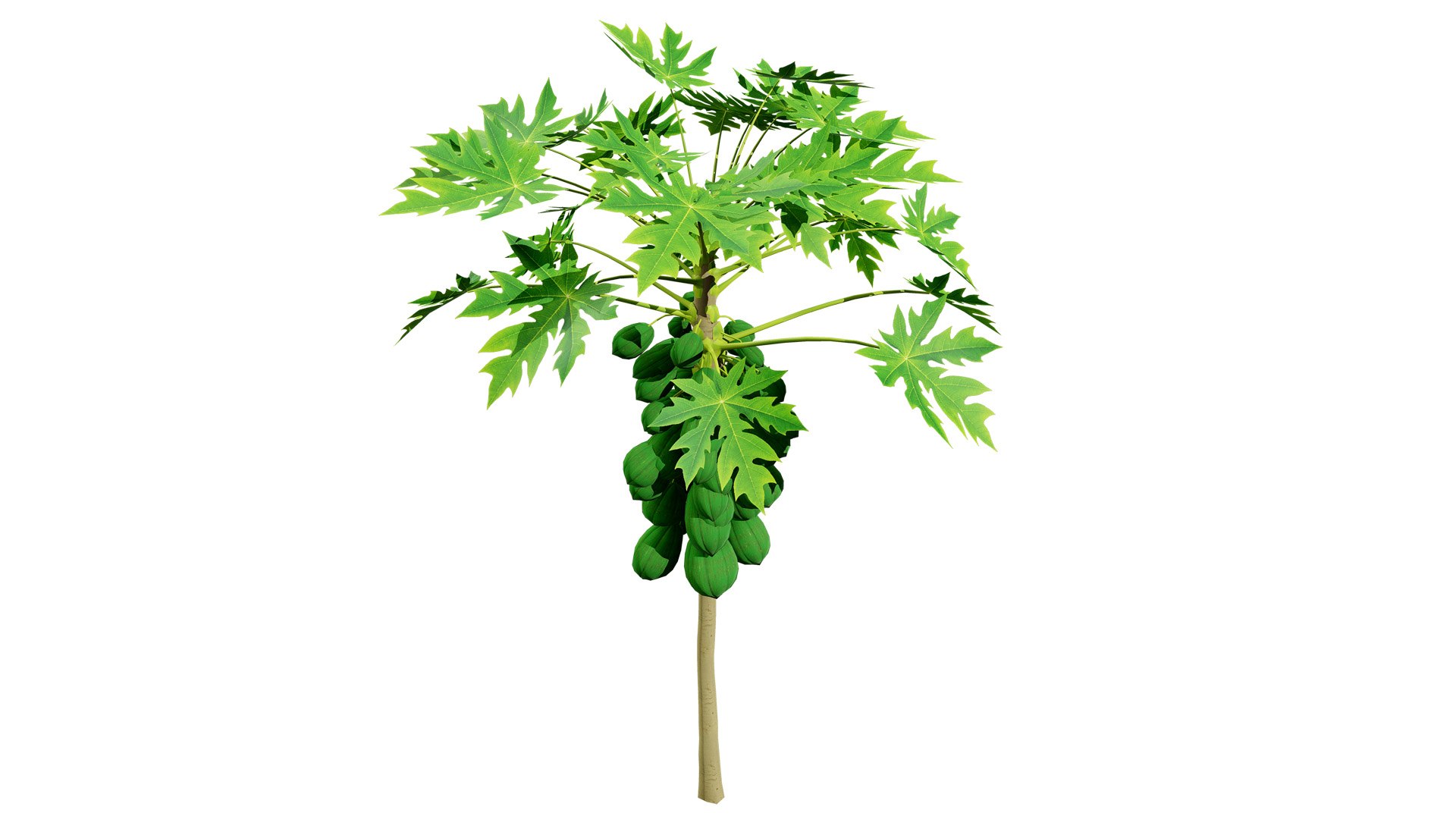 Realistic Papaya Tree 3D Model - TurboSquid 2367990