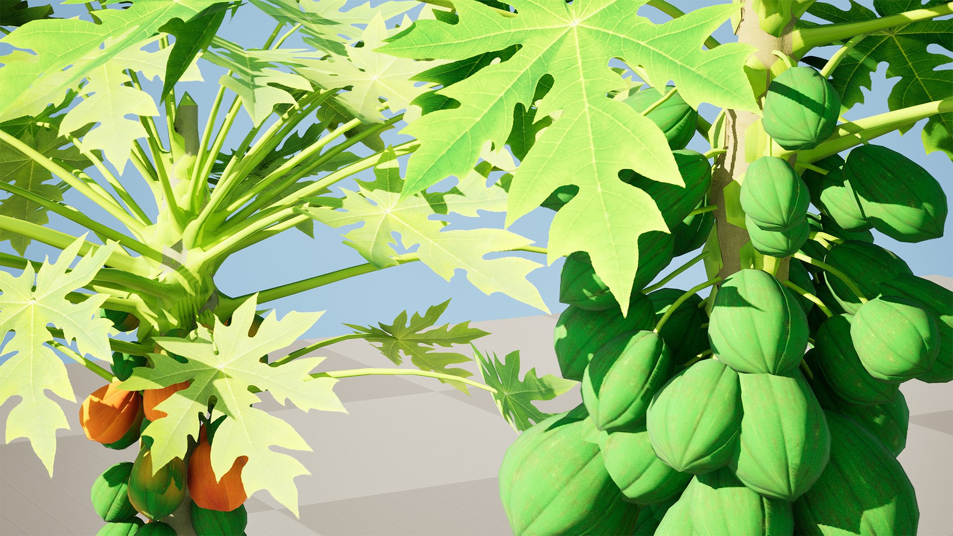 Realistic Papaya Tree 3D Model - TurboSquid 2367990