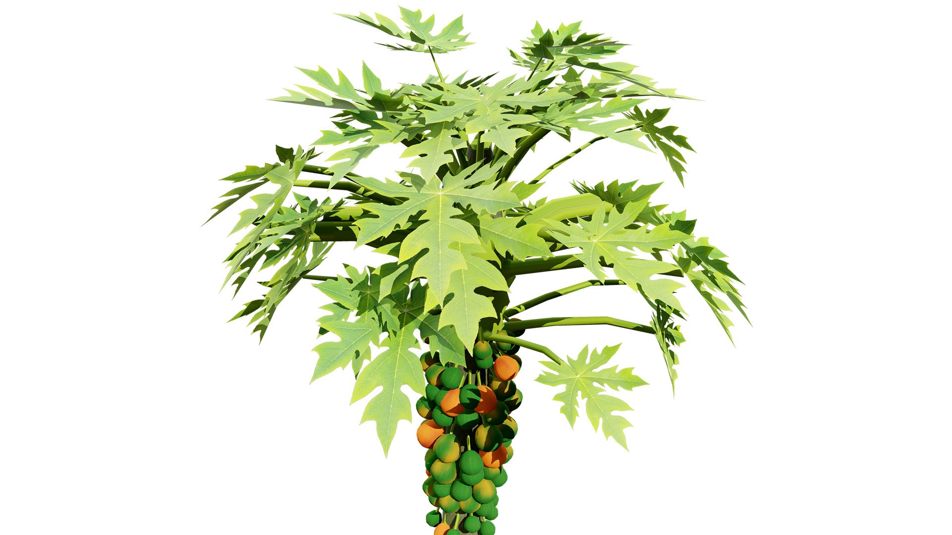 Realistic Papaya Tree 3D Model - TurboSquid 2367990