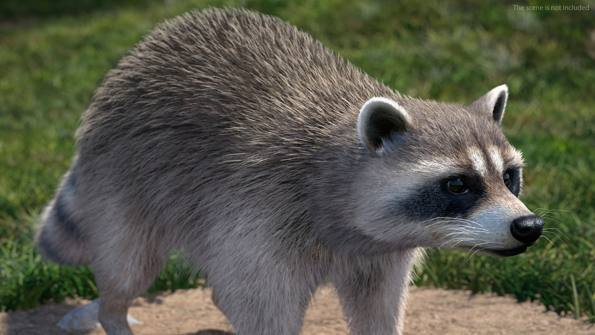 Raccoon Fur 3D - TurboSquid 1872816
