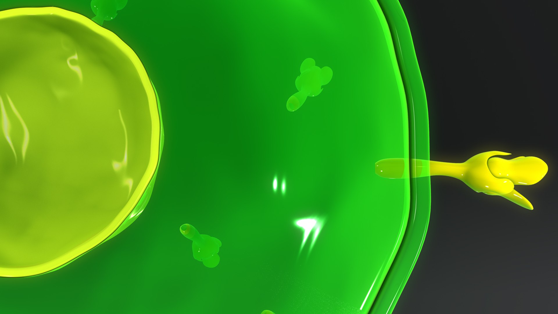 3d Model T Helper Cell Anatomy