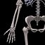 Skeletons Homo Erectus Australopithecus 3d Max