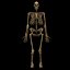 Skeletons Homo Erectus Australopithecus 3d Max