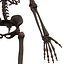 Skeletons Homo Erectus Australopithecus 3d Max