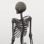 Skeletons Homo Erectus Australopithecus 3d Max