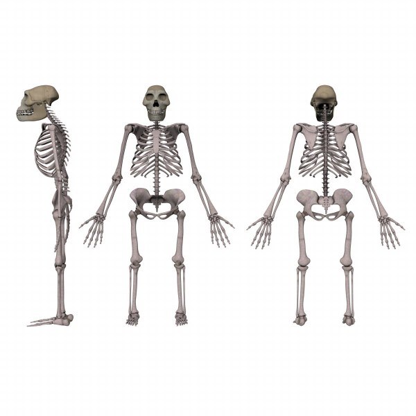 skeletons homo erectus australopithecus 3d max