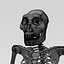 Skeletons Homo Erectus Australopithecus 3d Max