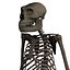 Skeletons Homo Erectus Australopithecus 3d Max