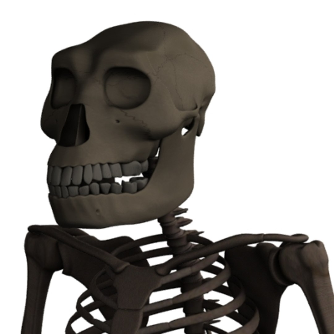 skeletons homo erectus australopithecus 3d max